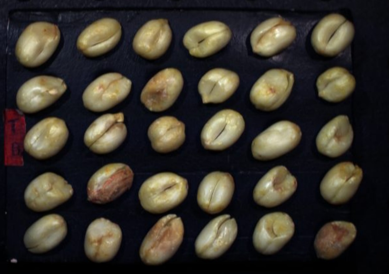 Peanuts Computer Vision Dataset By Nino Escalera