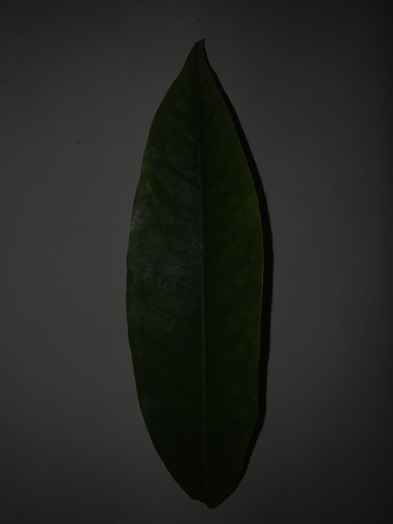 leaf durian Classification Dataset and Pre-Trained Model by Skripsi