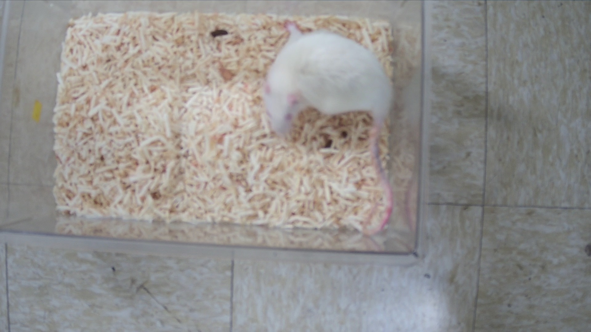 Yolov5(Rat) Object Detection Dataset and Pre-Trained Model by Rat detection