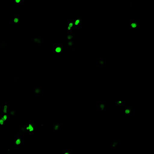 Crest Object Detection Dataset By Crest