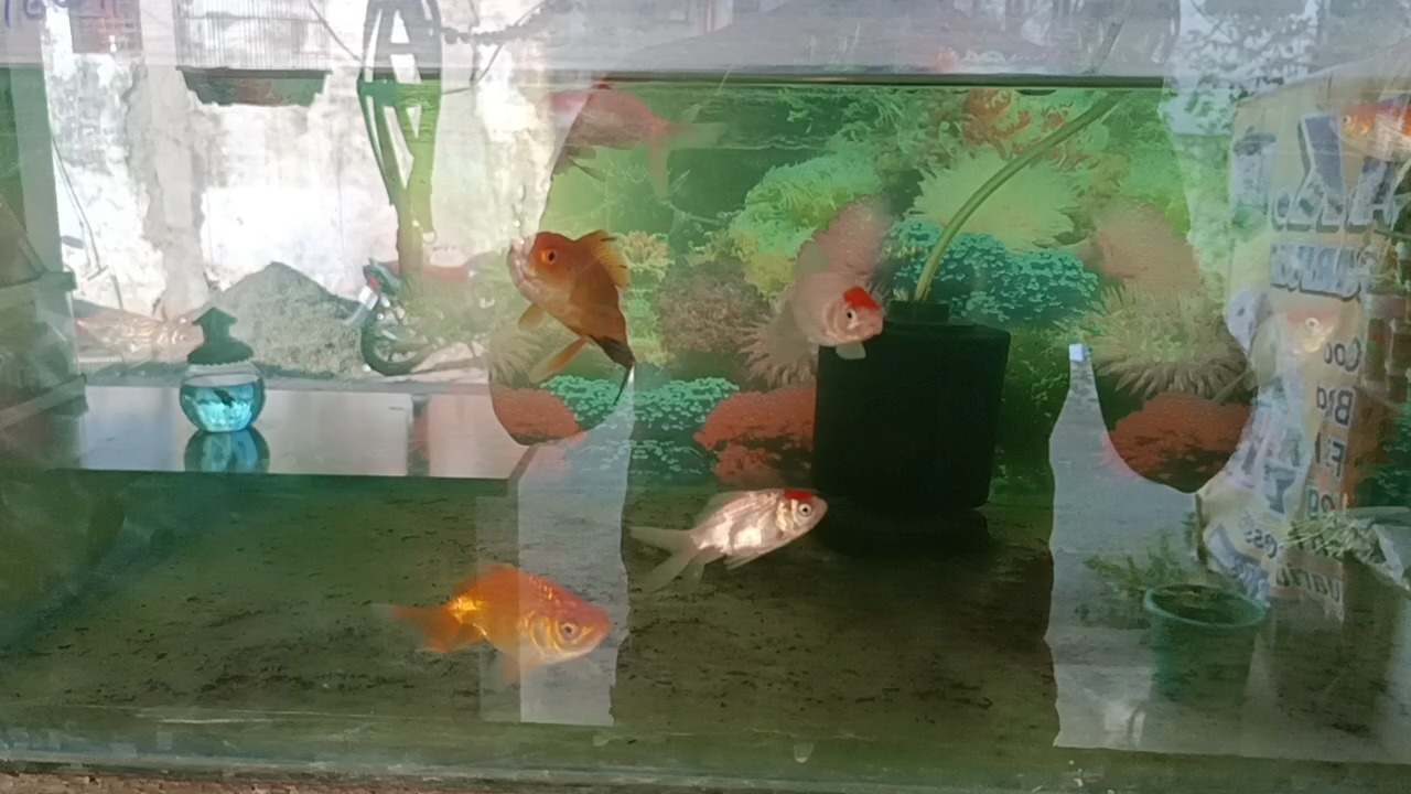 Local-Fish-Data Instance Segmentation Dataset and Pre-Trained Model by Anshul Malviya