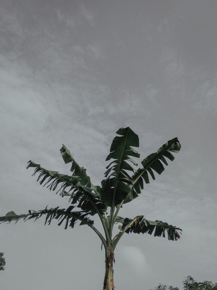 Dataset Terbaru Object Detection Dataset By Tree Detection