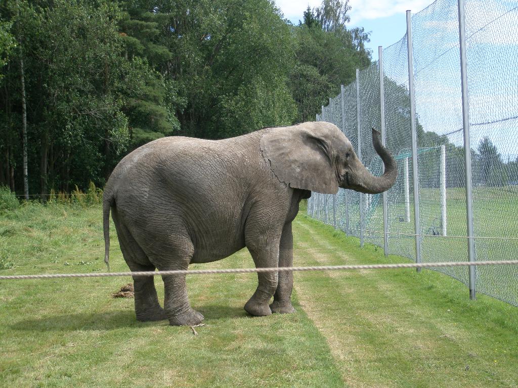 elephant-xml2tfr Object Detection Dataset by beh