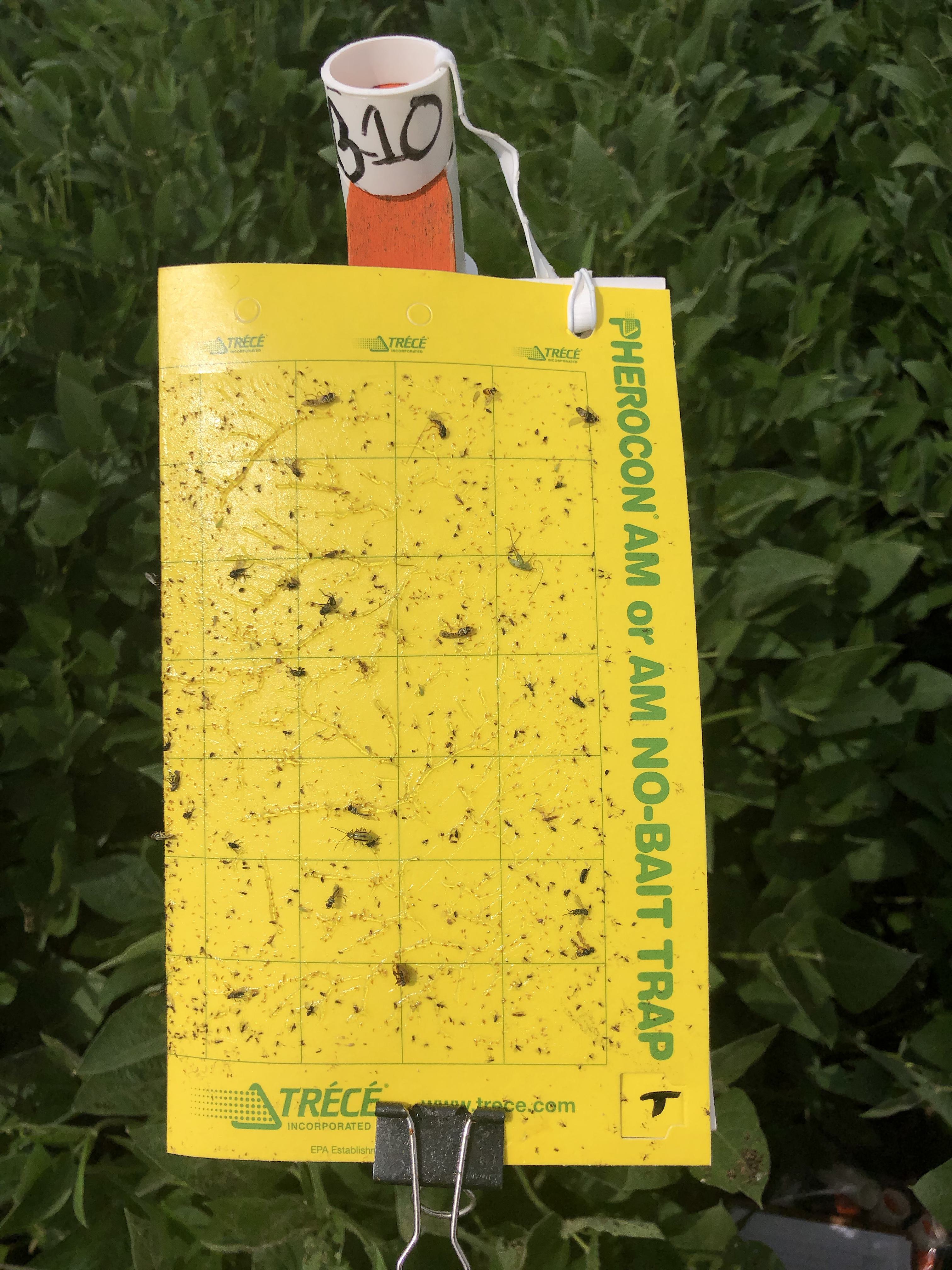 Wcr Beetle Traps Object Detection Dataset By Wcr Beetle Detection