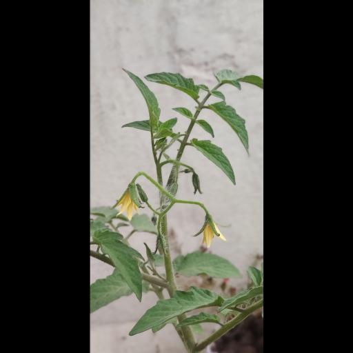 How to Use the Tomato Stem Detector V4 Object Detection API