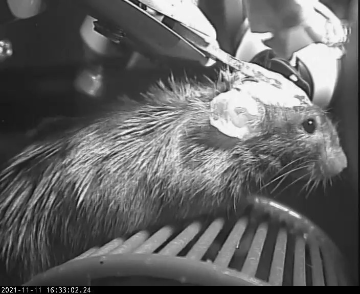 mouse instance segmentation for Instance Segmentation Dataset by NYU