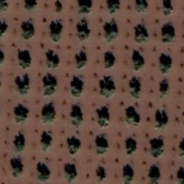 Tree Detection Semantic Segmentation Dataset and Pre-Trained Model by Trees