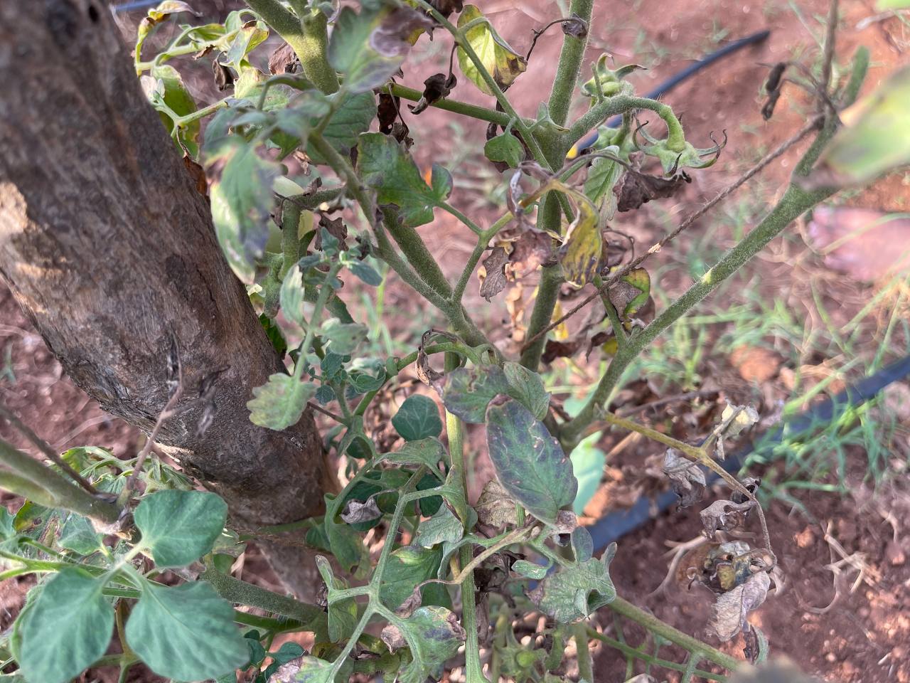 Tomato-disease-detection Object Detection Dataset and Pre-Trained Model by Sem7