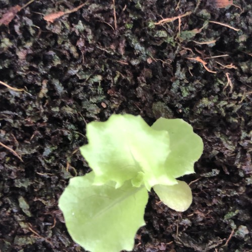Transplant Lettuce Object Detection Dataset and Pre-Trained Model by ...
