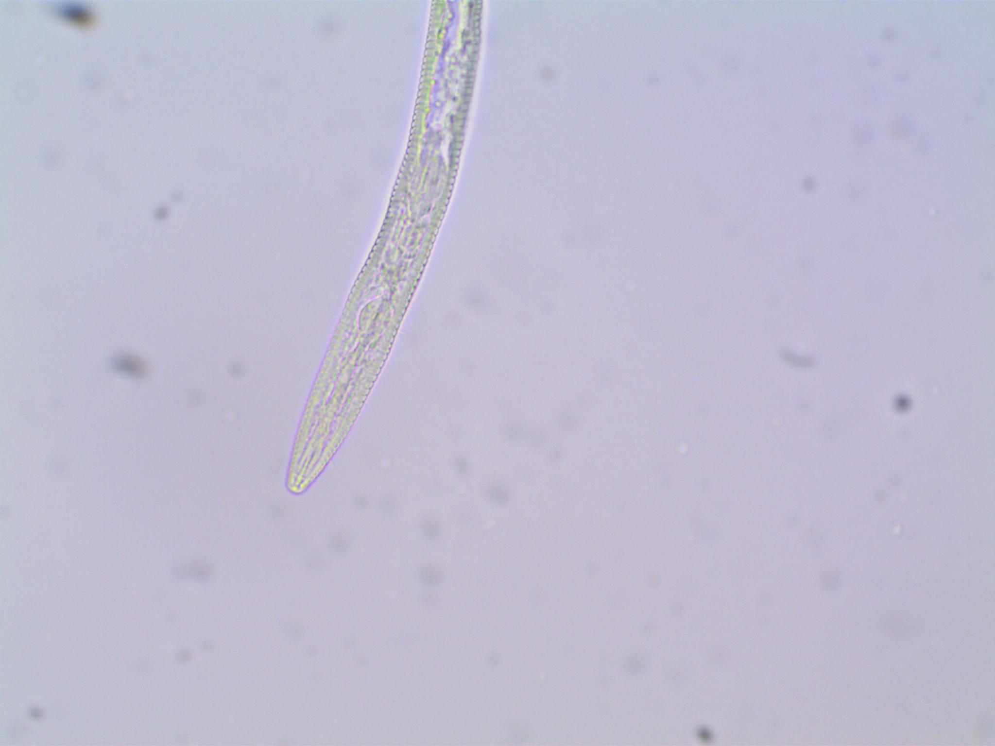 Eyasu (eyasu-lhsq0) - Roboflow Universe