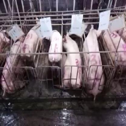 pig Object Detection Dataset and Pre-Trained Model by Louie Juhl