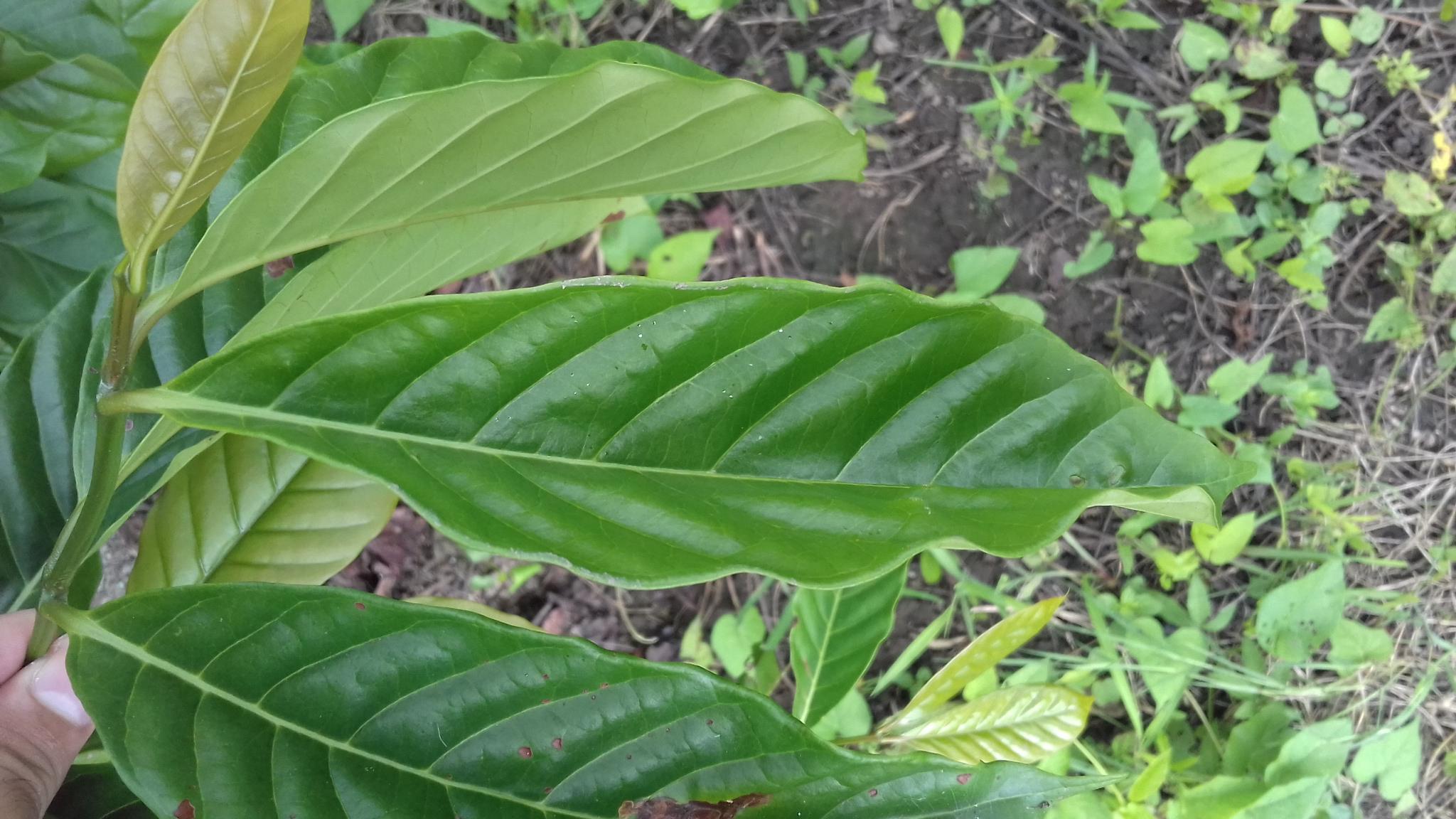 RoCoLE-Segment Instance Segmentation Dataset by Coffee leaf detection