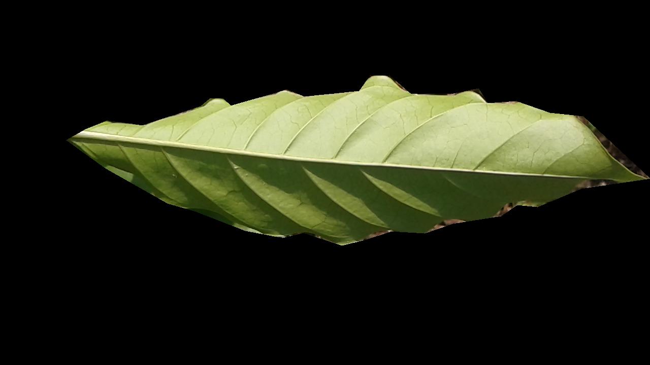 RocC Classification Dataset by Coffee leaf detection