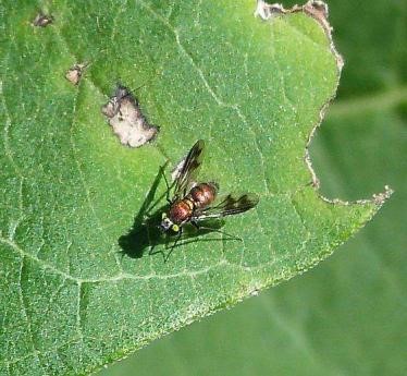 Insect Detection (insect-detection-a5iza) - Roboflow Universe