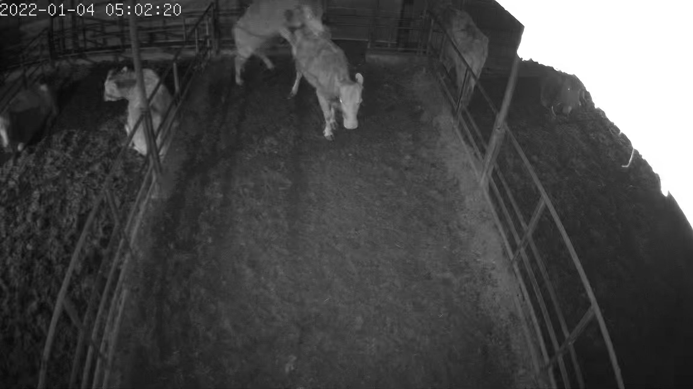 Cow Object Detection Dataset By Jung
