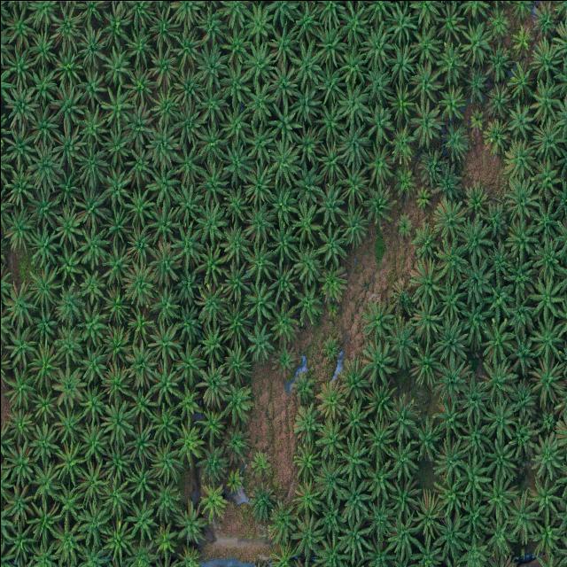 How To Use The Oil Palm Tree Detection Object Detection Api