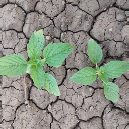 CropWeedD Object Detection Dataset and Pre-Trained Model by MyWorkspace