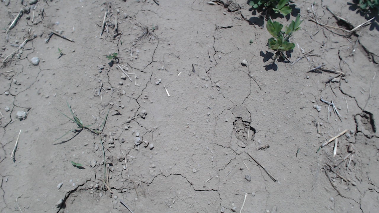 Weed Detection In Peanut Fields Object Detection Dataset By Waqas Chaudhary