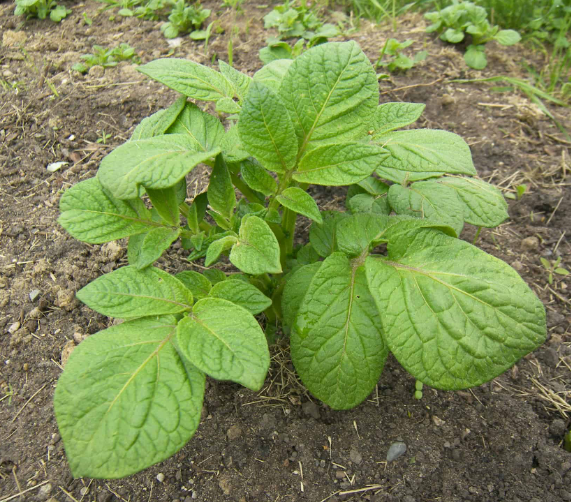 Plant Leaf Object Detection Dataset by mer Said Yilmaz