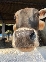 Cattle Identification Object Detection Dataset by Muzzle Identification9161