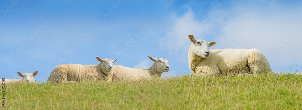 Sheep Object Detection Dataset By Practicas