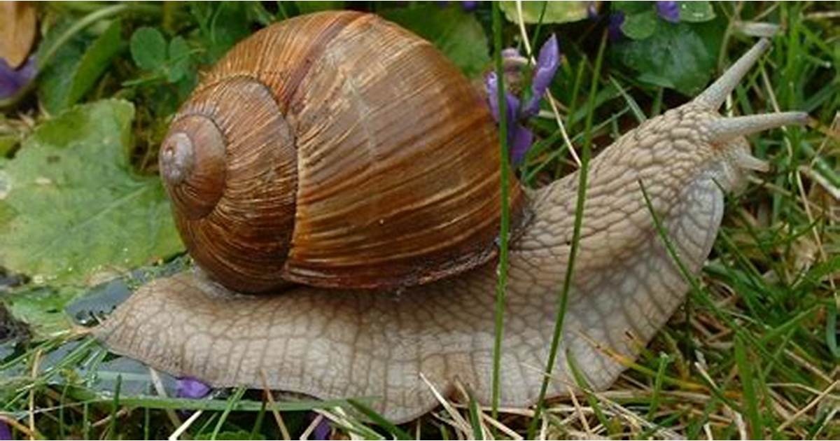 Snail Object Detection Dataset by Practicas