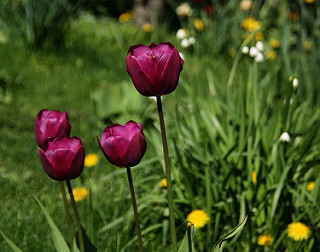 flowers classification Classification Dataset by University of ...