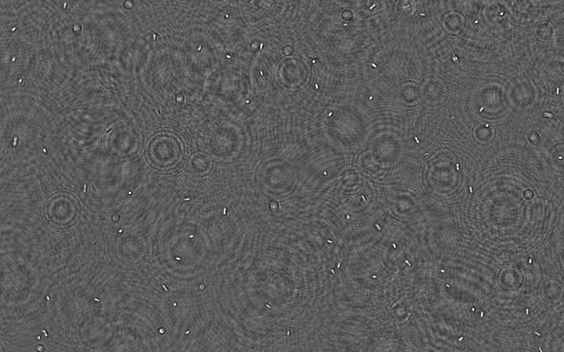 Ecoli Infocus Object Detection Dataset By Lei Feng