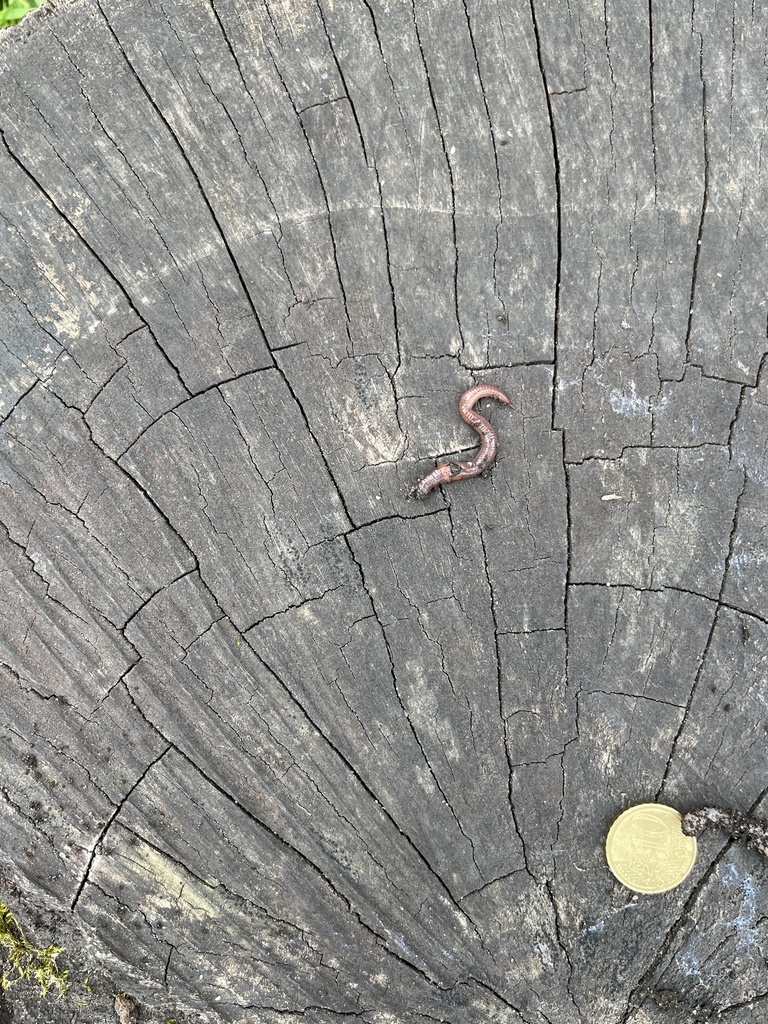 Soil Macrofauna Object Detection Dataset and Pre-Trained Model by JM ...