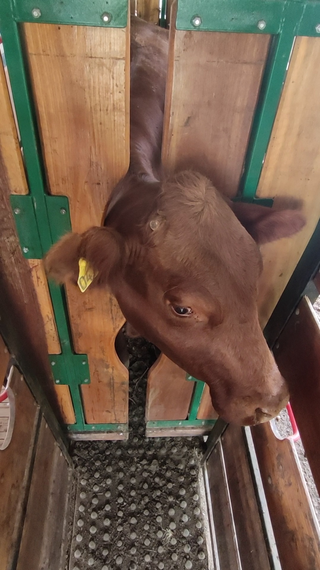 Facial Bovine Detection Object Detection Dataset By Universidade Federal De Santa Maria