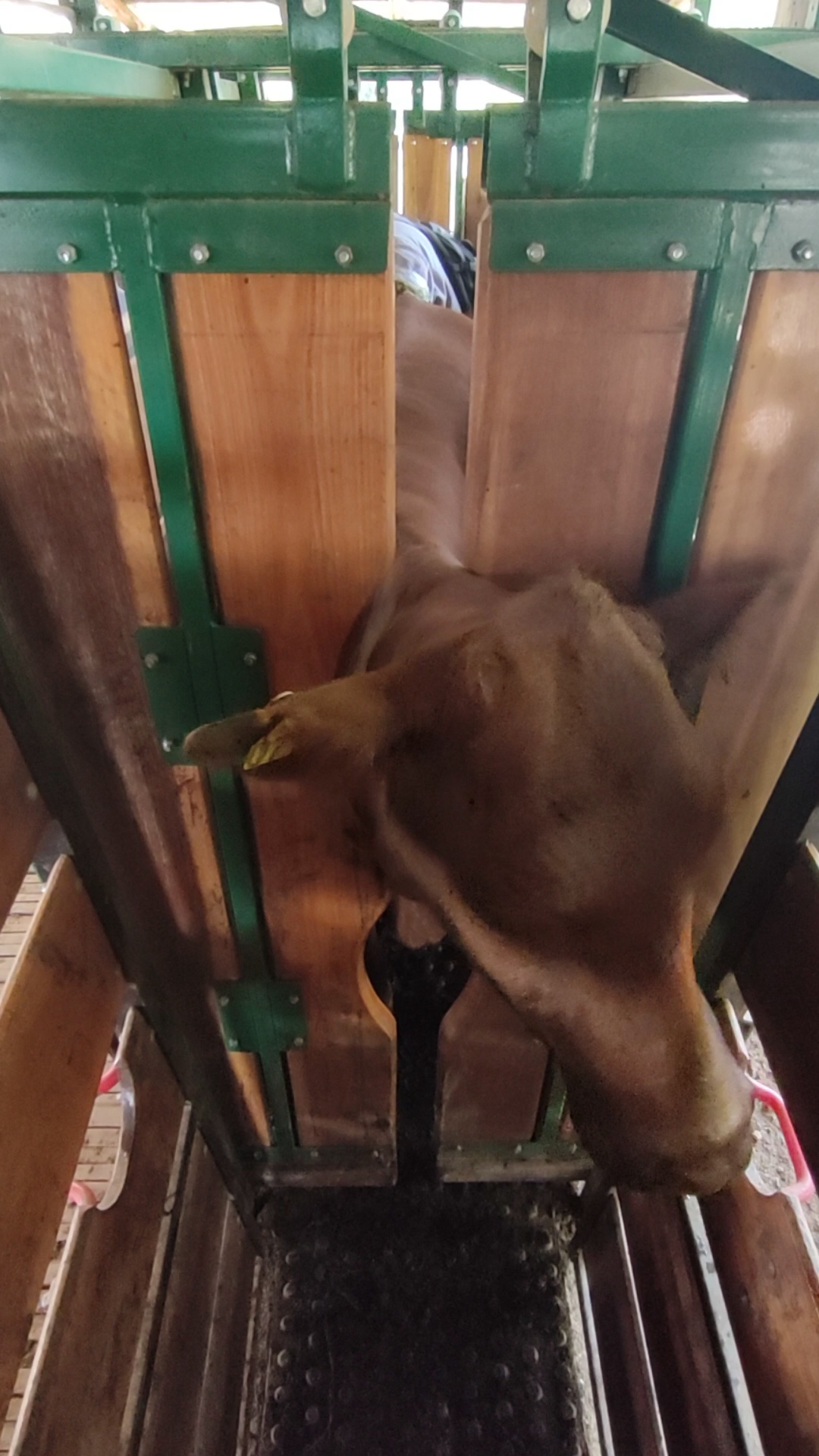 Cattle Face Detection Object Detection Dataset By Universidade Federal De Santa Maria