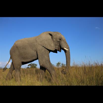 elephant Object Detection Dataset and Pre-Trained Model by vighcsaba