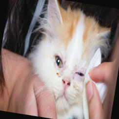 detection of dermatophytosis cat Classification Dataset and Pre-Trained Model by college