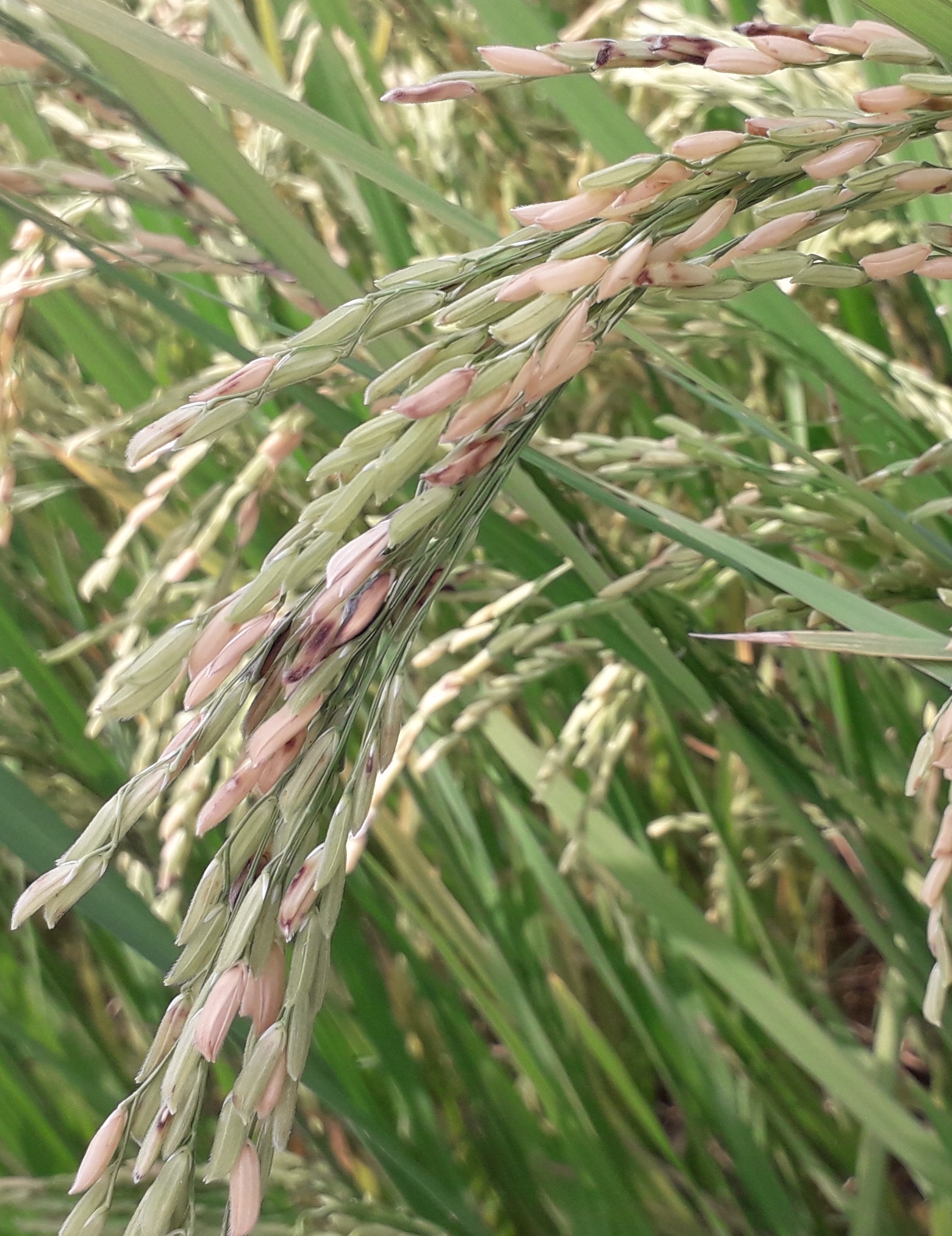 fungal blast in rice Classification Dataset by Image classification