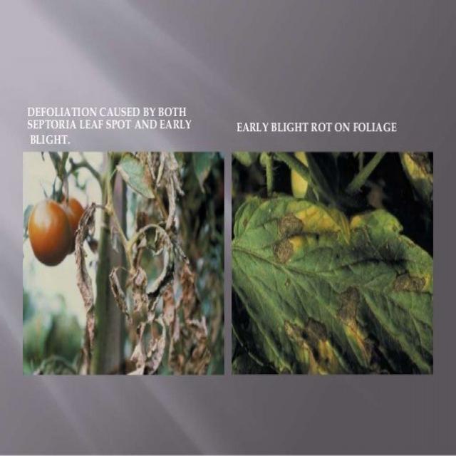 SDAU tomato leaf disease detection - Roboflow Universe