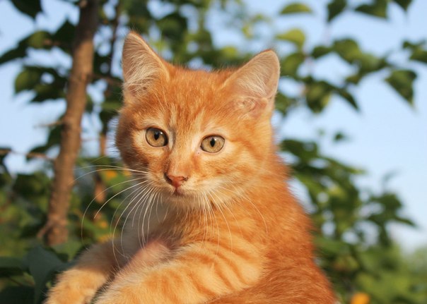 Cats Detection Object Detection Dataset By Hse Lab15