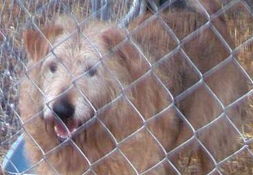 dog and cat detection final Object Detection Dataset by jccalugasupeduph