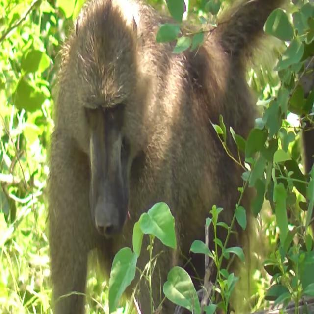 How to Use the human-baboon Object Detection API