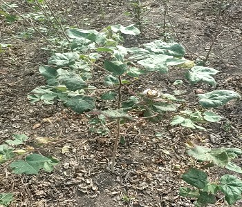 cotton disease Object Detection Dataset and Pre-Trained Model by PSGr krishnammal college for women