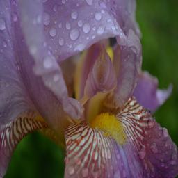 iris Object Detection Dataset and Pre-Trained Model by flower