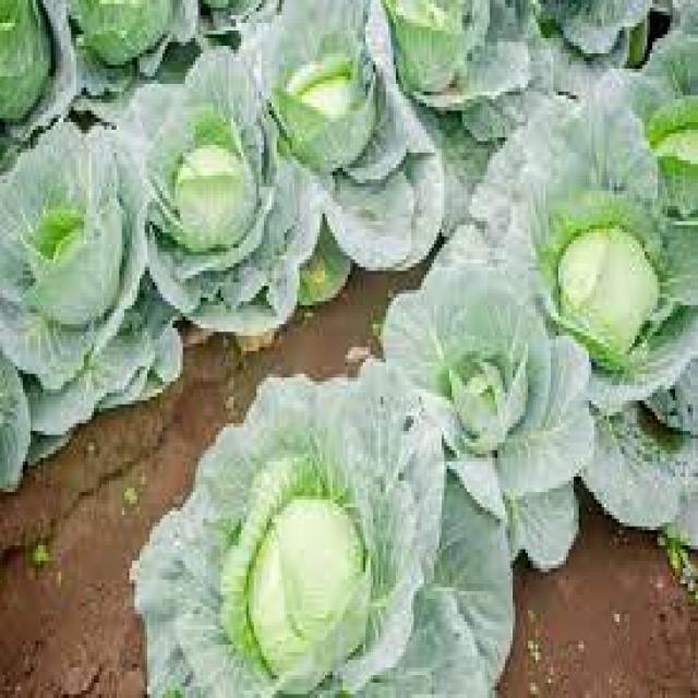 cabbege AI all final Object Detection Dataset by KINDAI UNIVERSITY