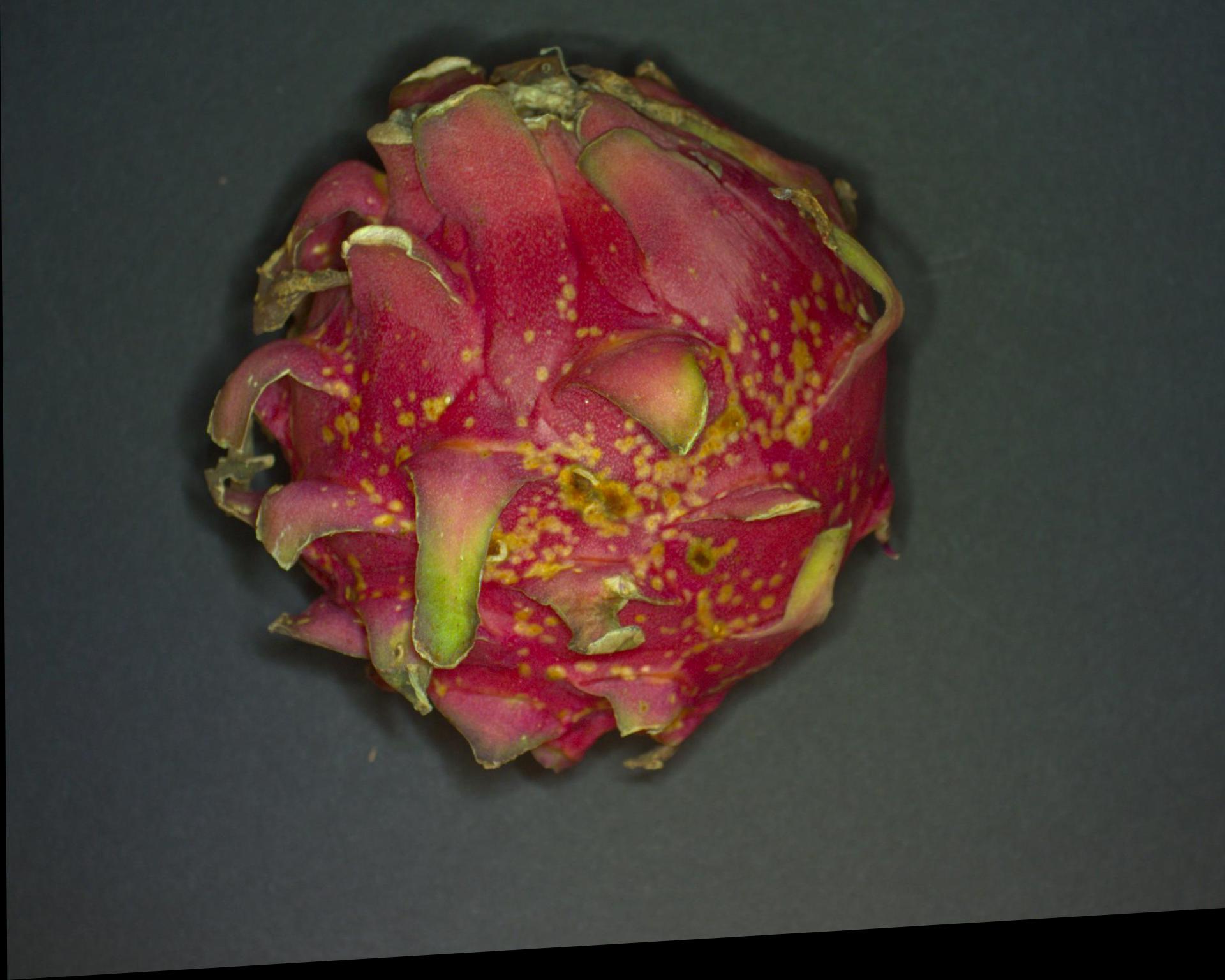 Dragon Fruit1 Object Detection Dataset V1 Infected By Dragon Fruit