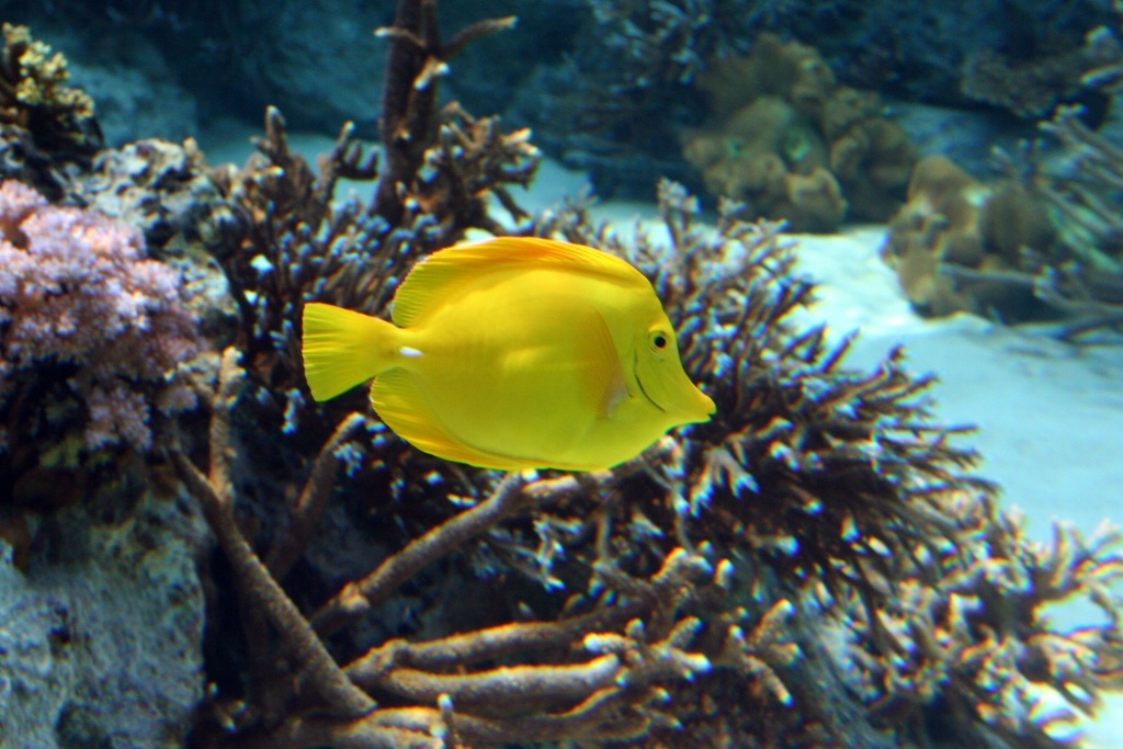 fish Object Detection Dataset and Pre-Trained Model by han chen