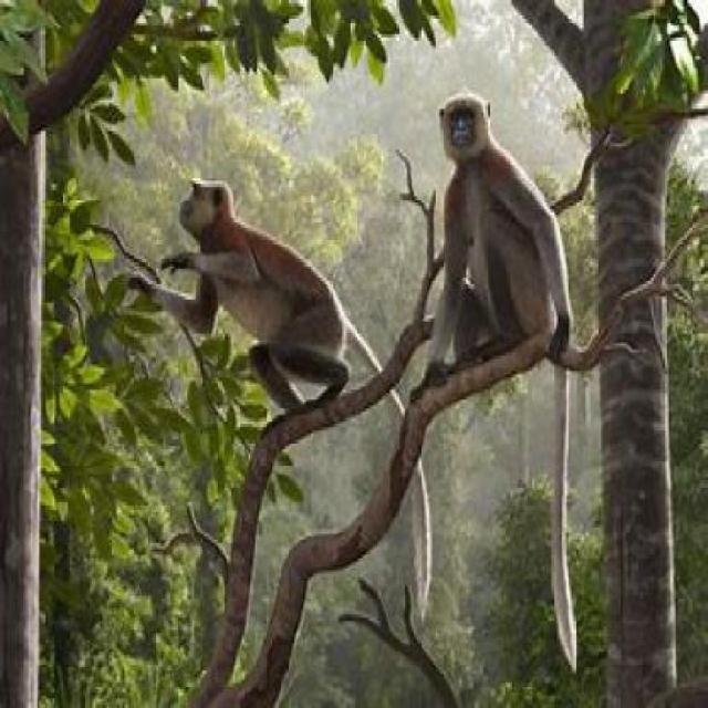 monkey Object Detection Dataset by POP