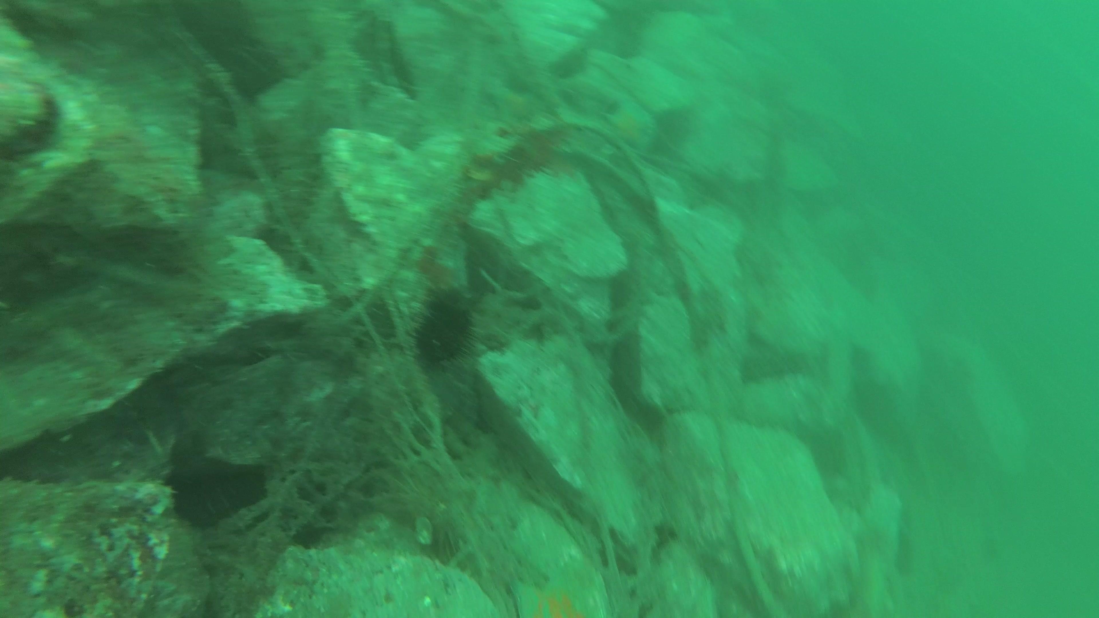 Underwater Object Detection Dataset By Jojang