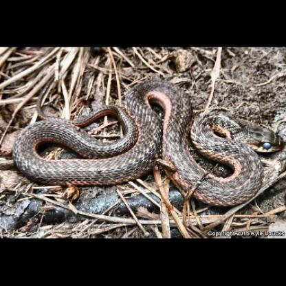 A1101-snake Object Detection Dataset and Pre-Trained Model by JoJang