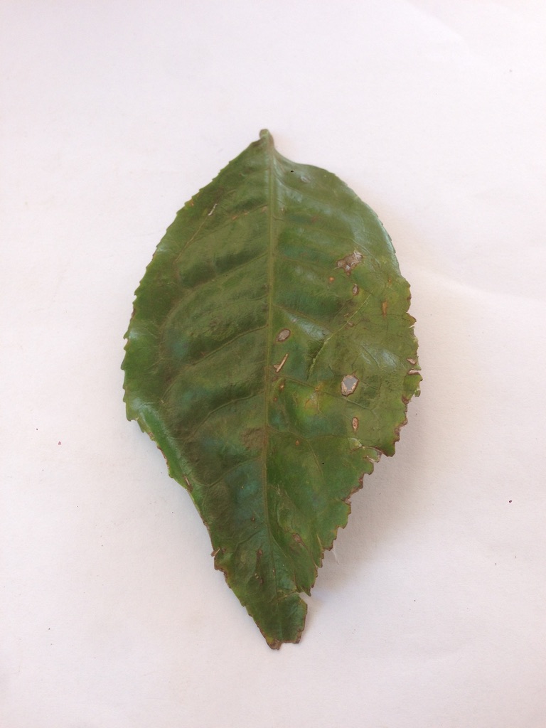 Tea leaf pred Classification Dataset and Pre-Trained Model by VITAP