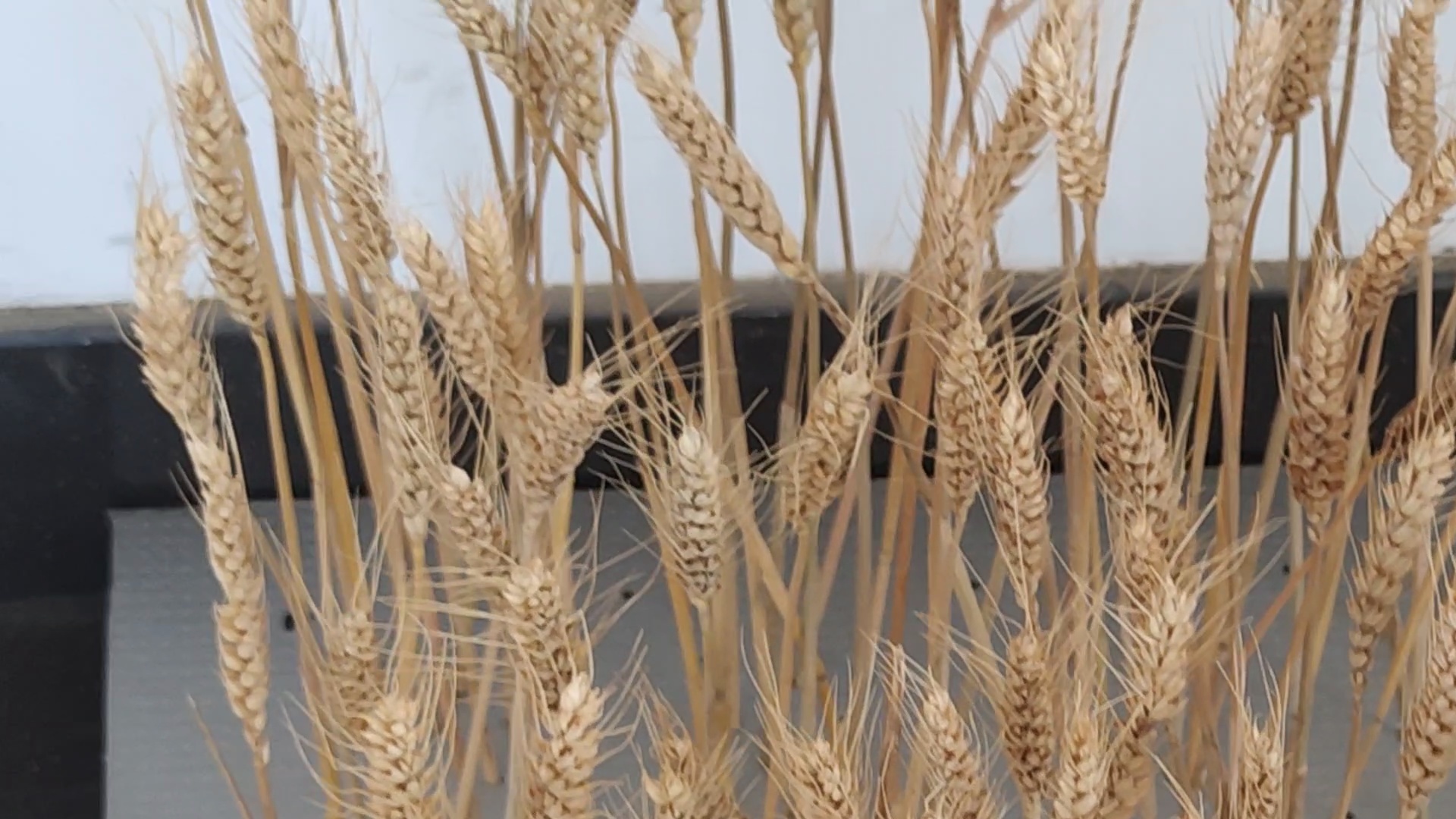 wheat Object Detection Dataset by sky