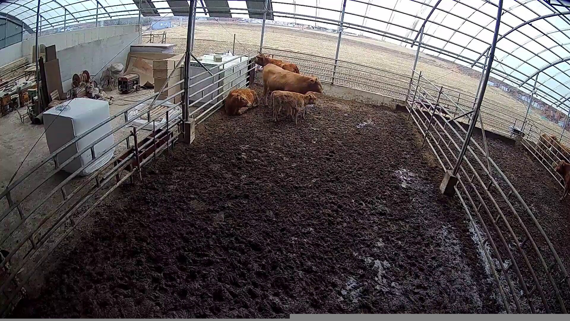 animal Object Detection Dataset by animal