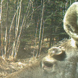 animals Classification Dataset (v2, data_animal_90_10) by new-workspace ...